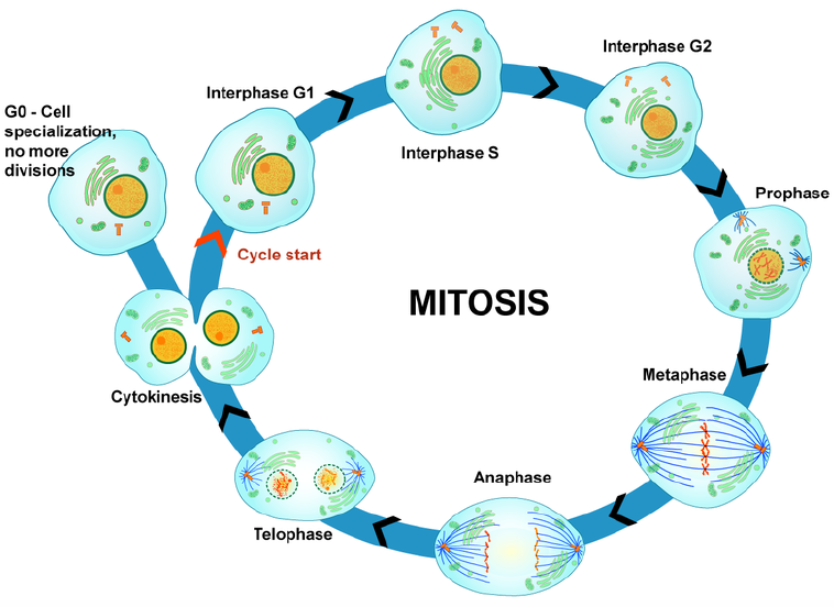 Introduction to Biology: Reading: Mitosis | CLI